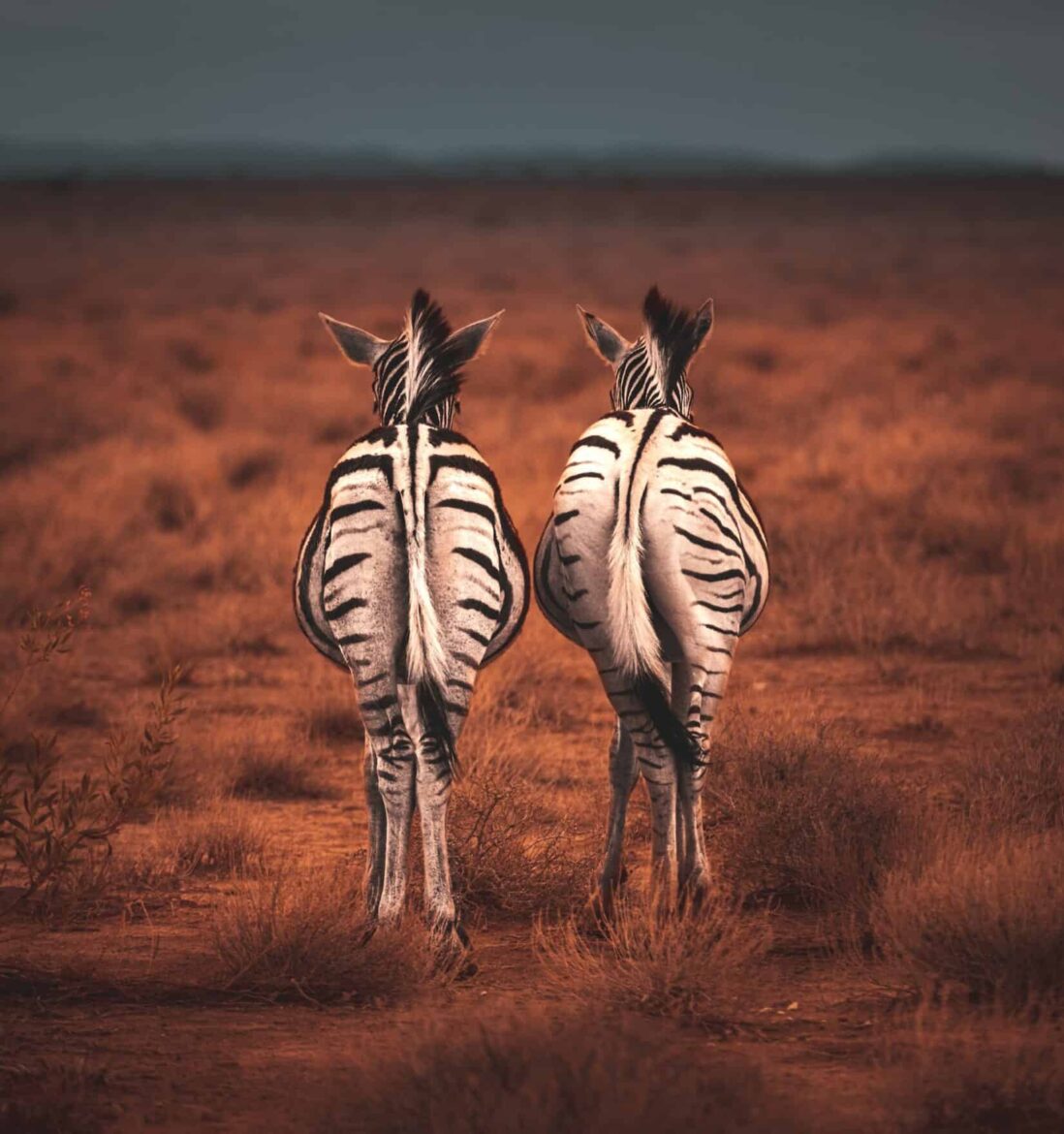 Blog Archives - BRANDEFENSE